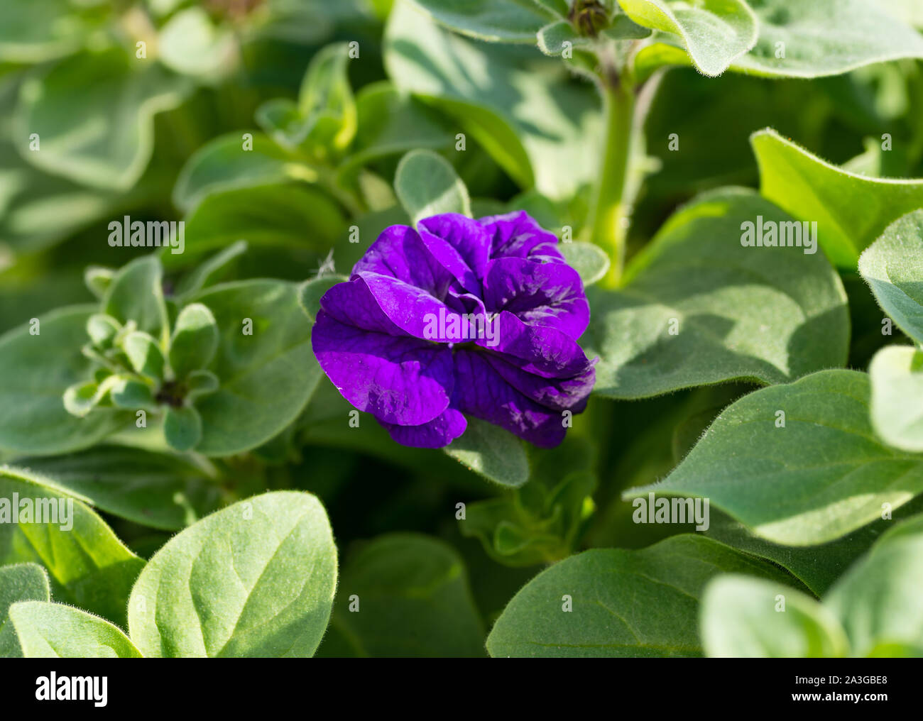 single purple petunia isolated on green background Stock Photo - Alamy