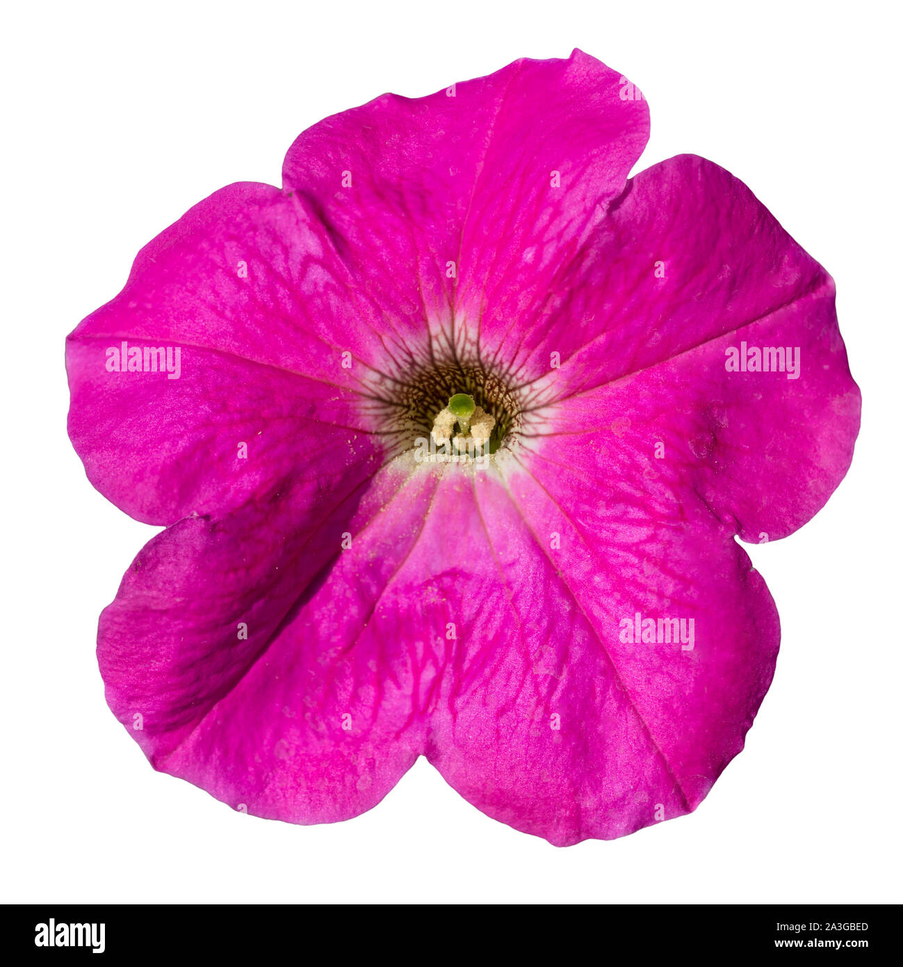 single pink petunia isolated on white background Stock Photo - Alamy