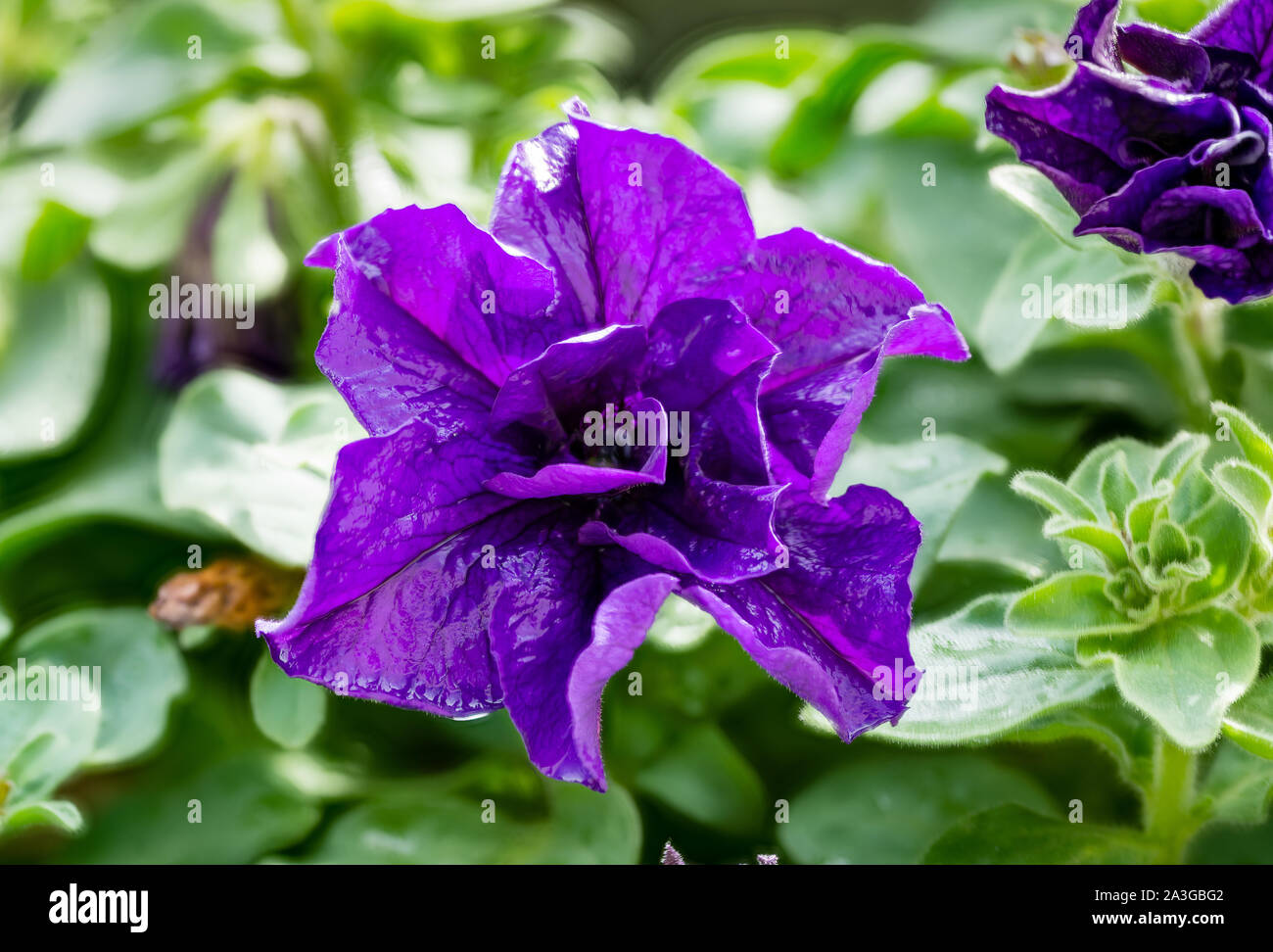 single purple petunia isolated on green background Stock Photo - Alamy