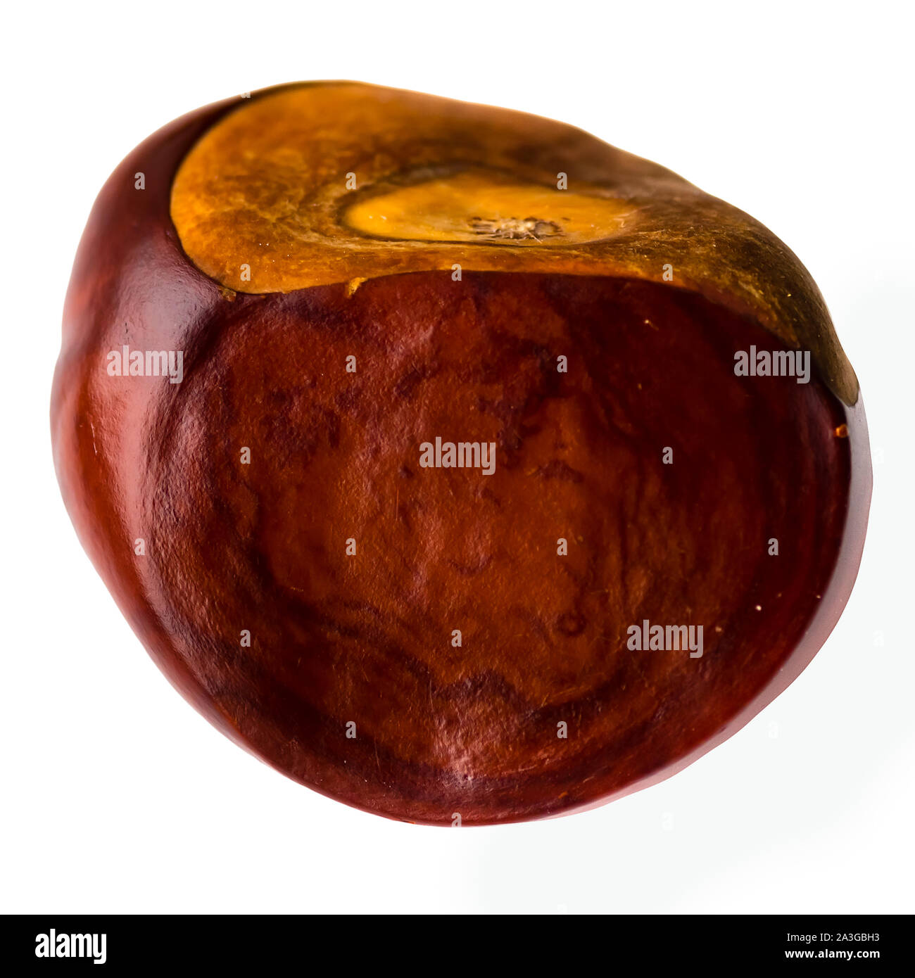 Single chestnut isolated on white background Stock Photo - Alamy
