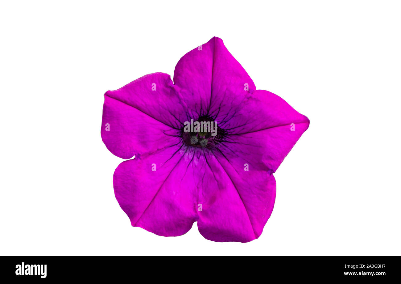 single pink petunia isolated on white background Stock Photo - Alamy