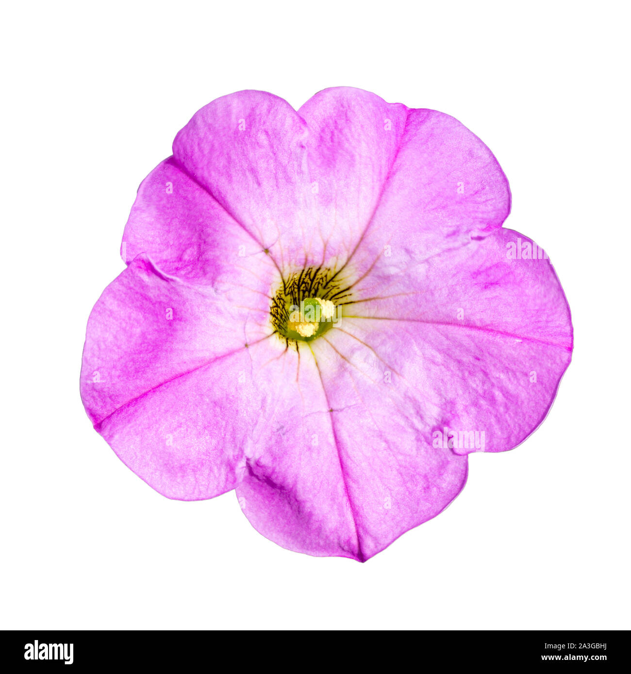 single pink petunia isolated on white background Stock Photo - Alamy