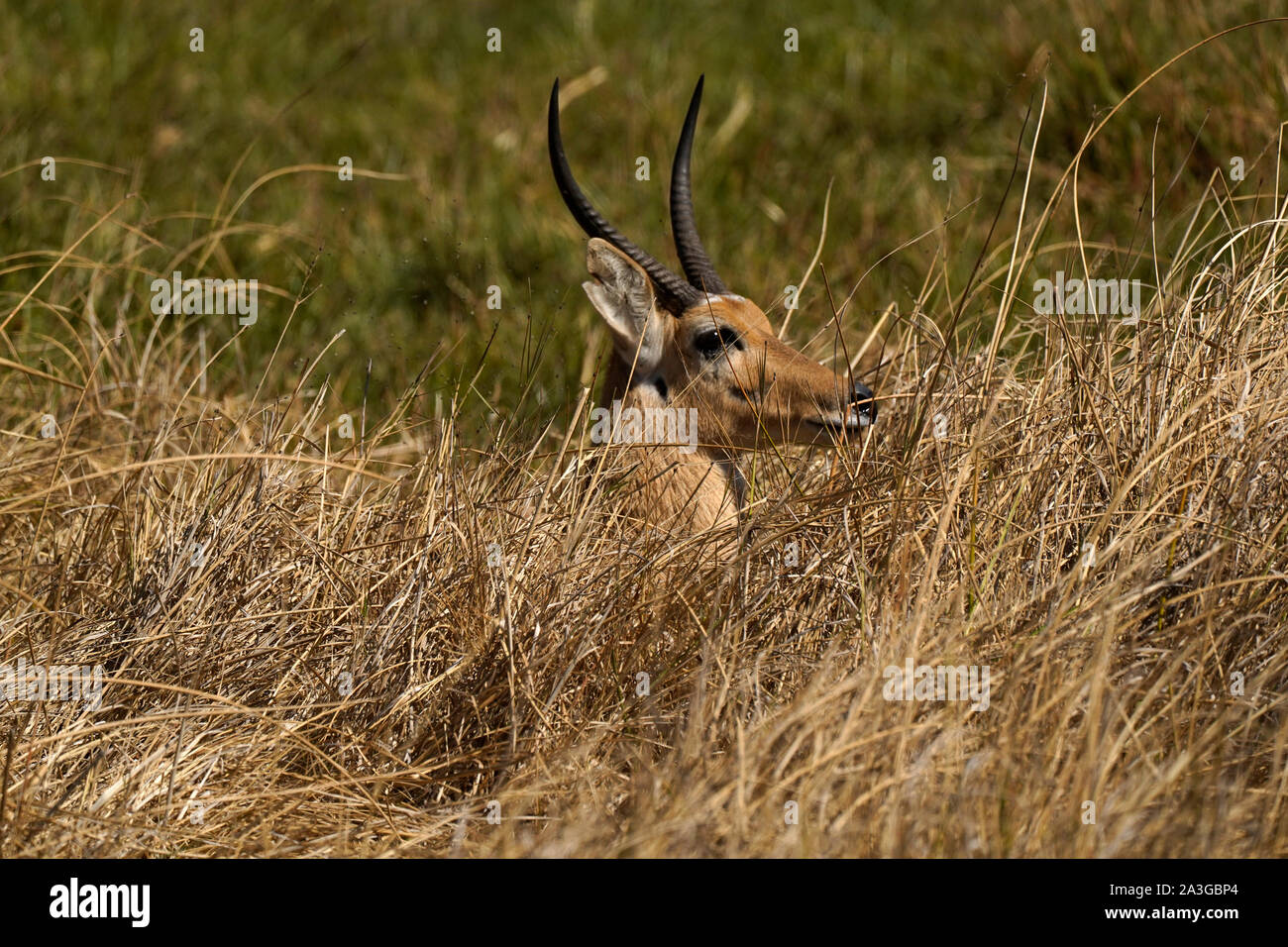 Reedbuck botswana hi-res stock photography and images - Alamy