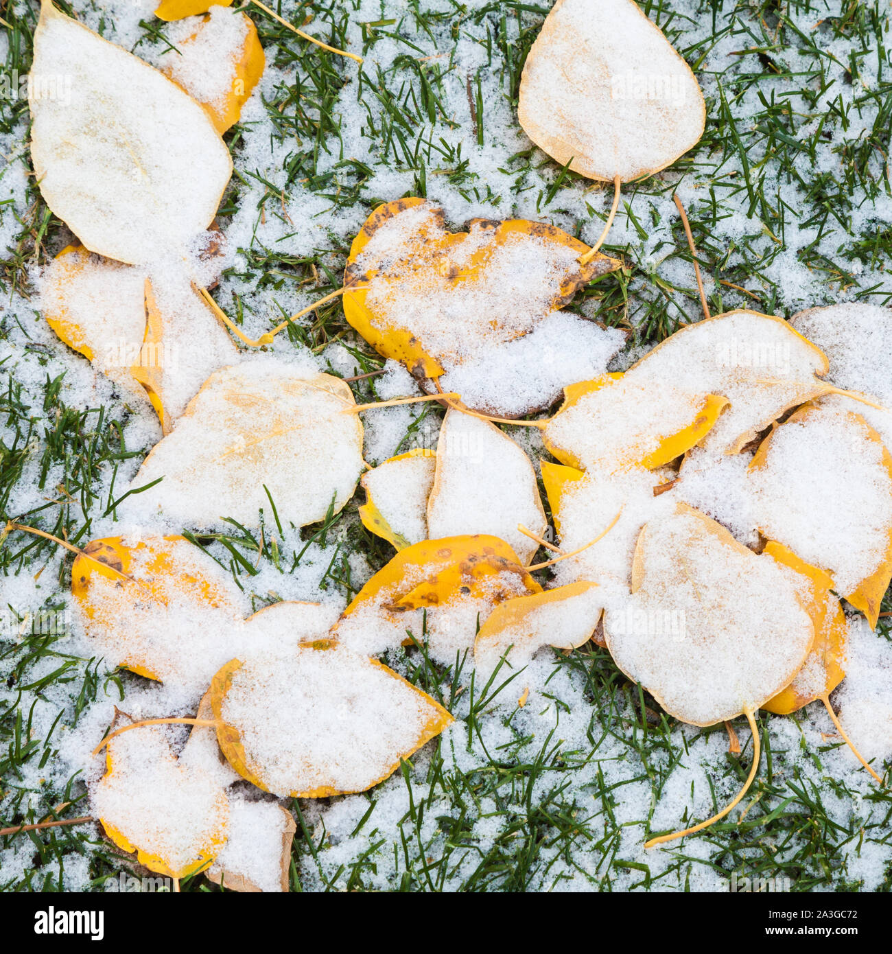 Golden aspen leaves snowfall hi-res stock photography and images - Alamy