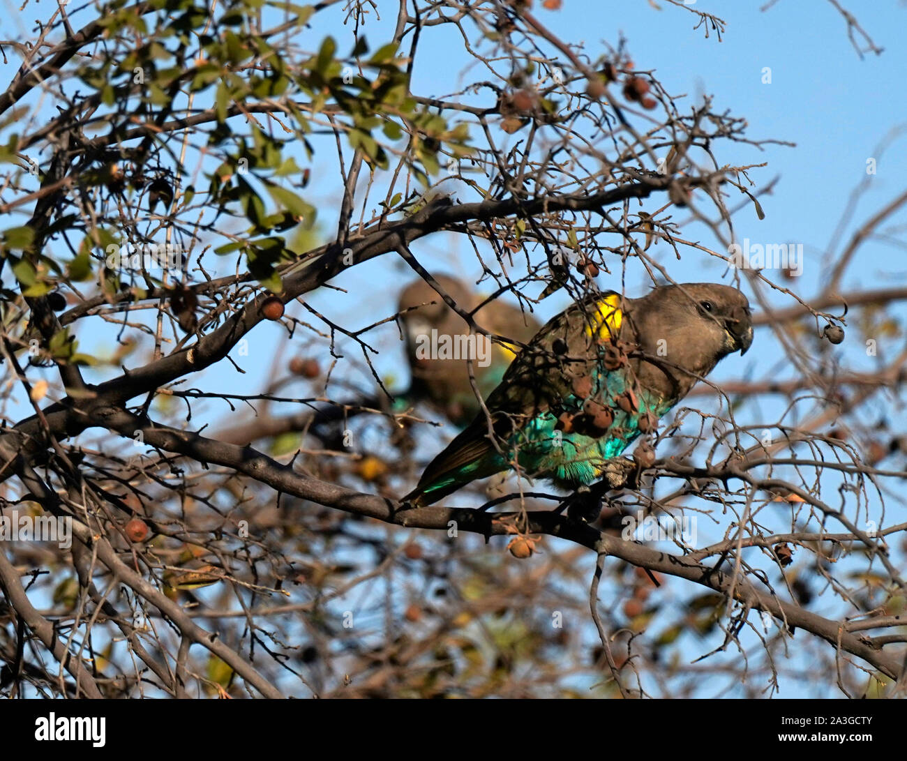 Parrots of botswana hi-res stock photography and images - Alamy