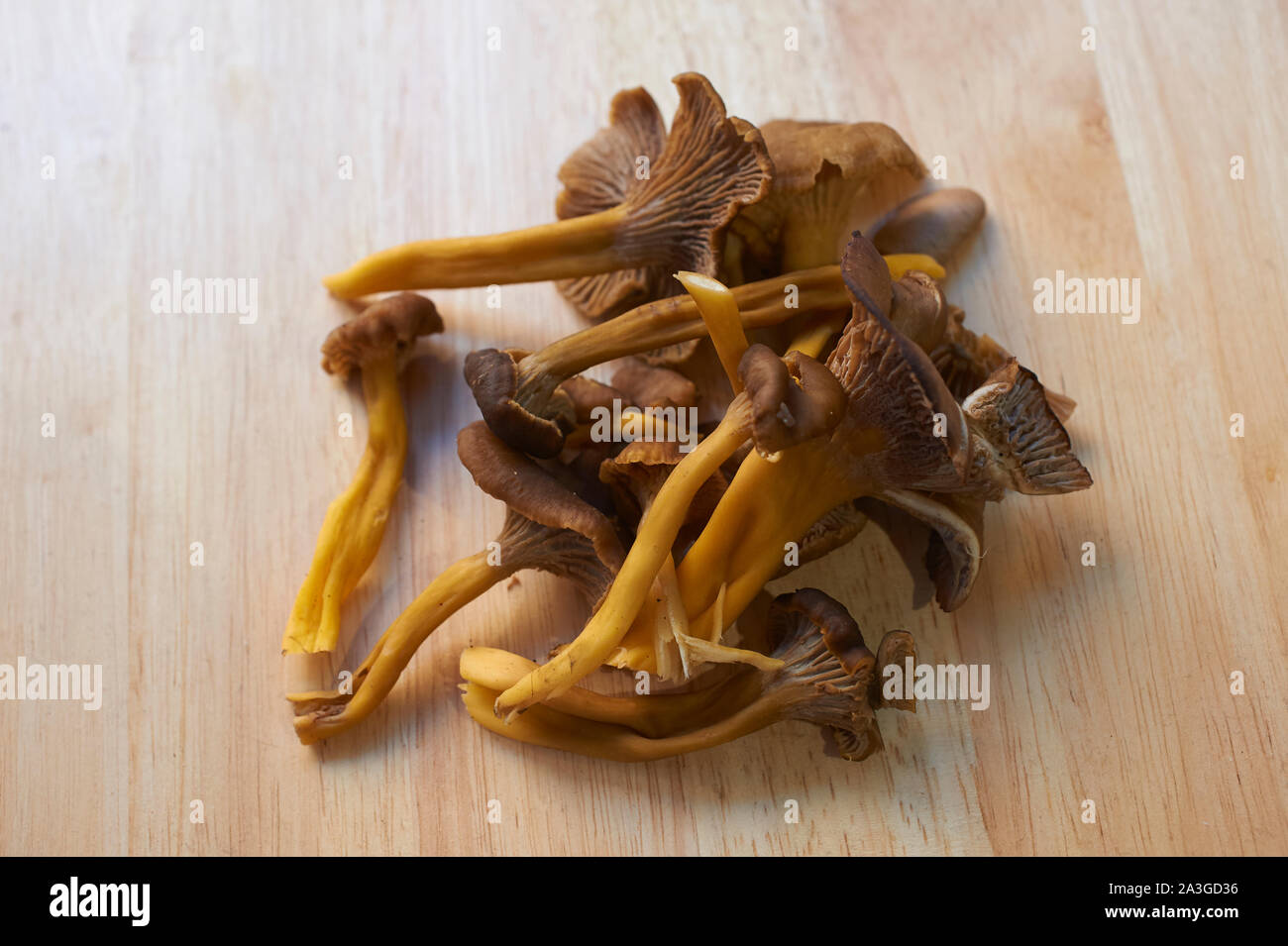 Selection of wild foraged mushrooms on a kitchen worktop Stock Photo ...