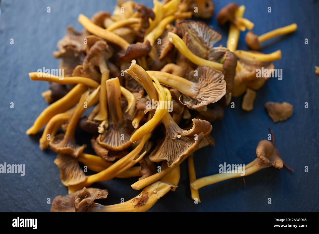 Selection of wild foraged mushrooms on a kitchen worktop Stock Photo ...