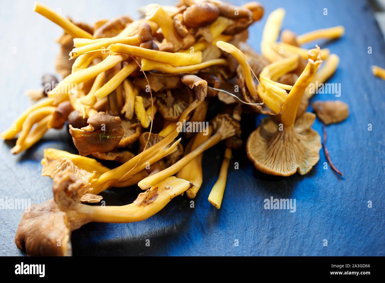Selection of wild foraged mushrooms on a kitchen worktop Stock Photo ...