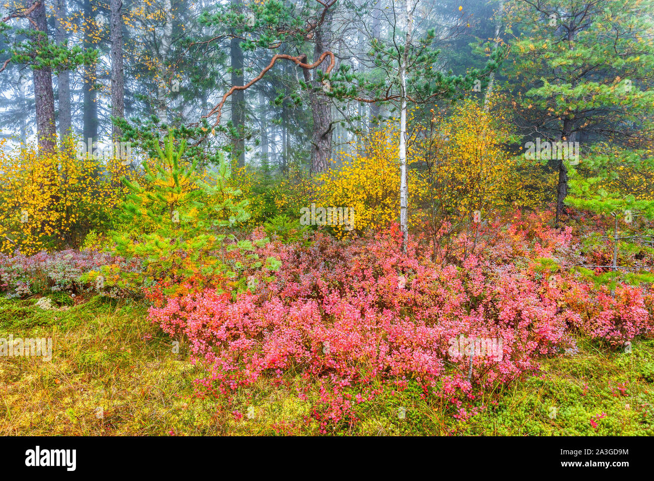 Autumn in the forest with red blueberry bushes Stock Photo - Alamy