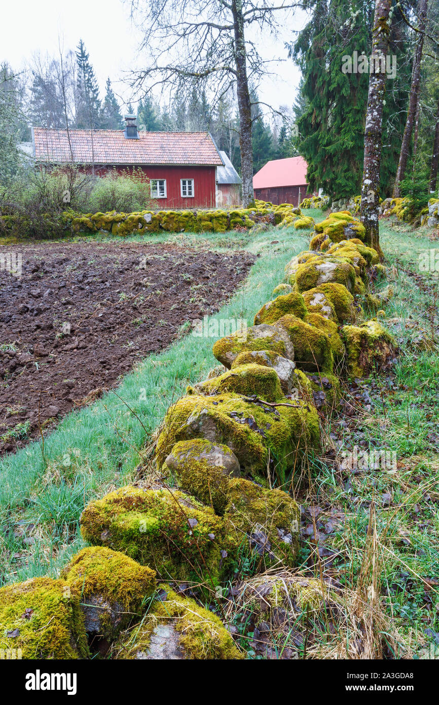 Farm in the forest with mossy old stone walls Stock Photo - Alamy