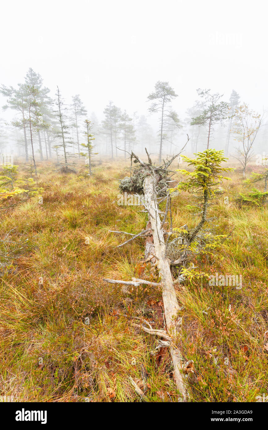 Desolate moor hi-res stock photography and images - Alamy