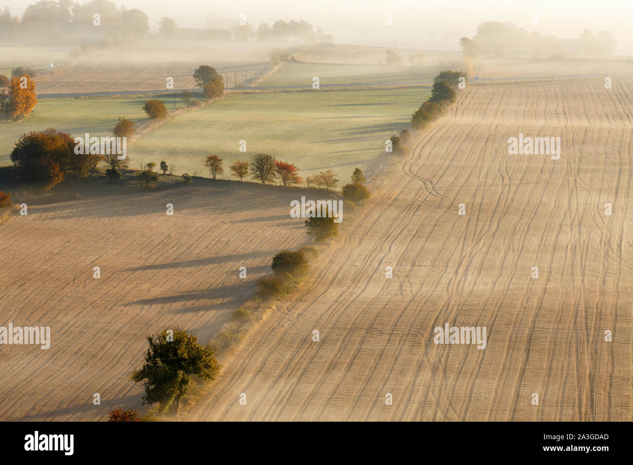 Tree line on the fields in the fall with fog Stock Photo - Alamy