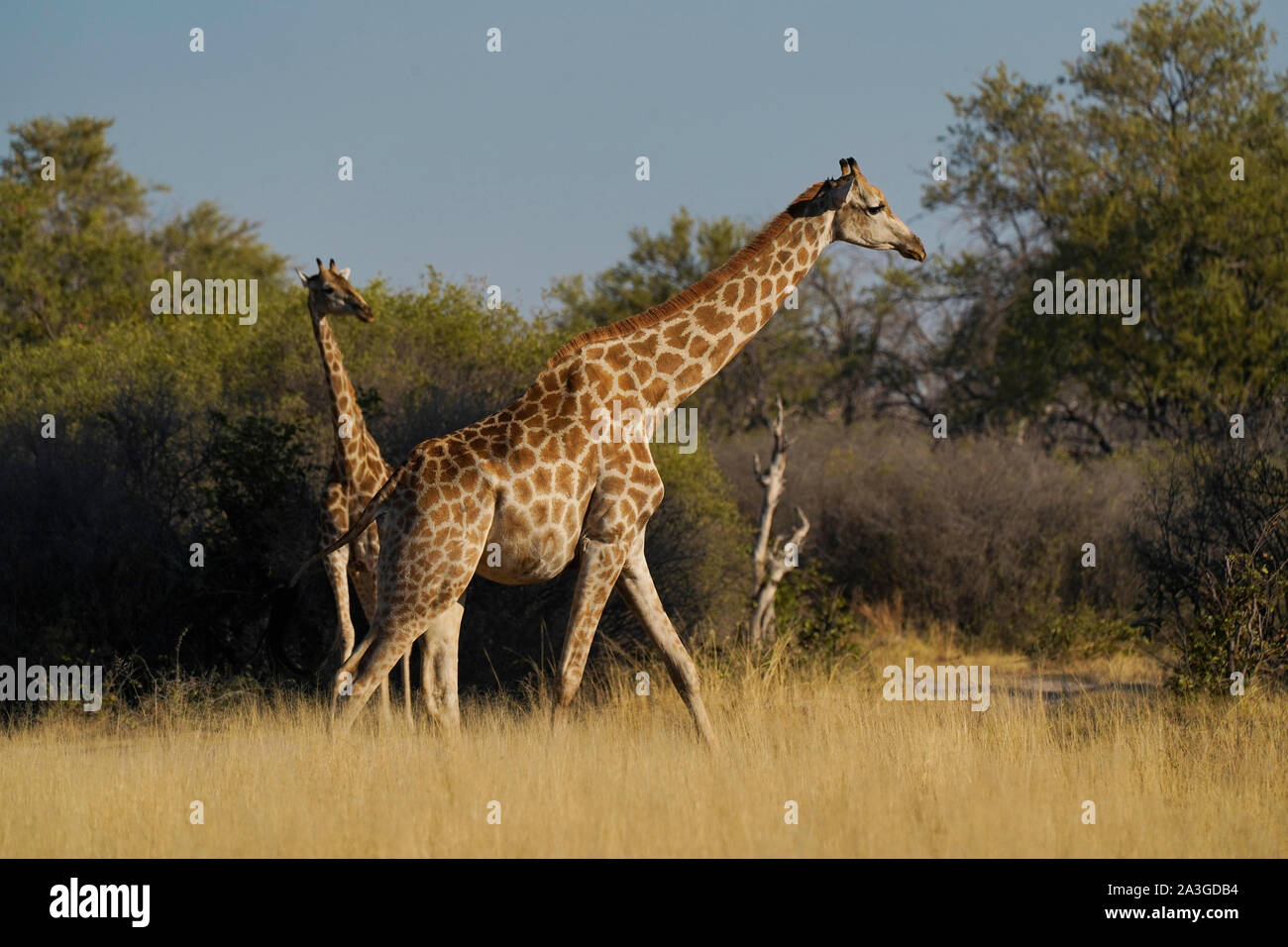 Tall & Elegant the stunning Southern Giraffes wild & free Stock Photo ...