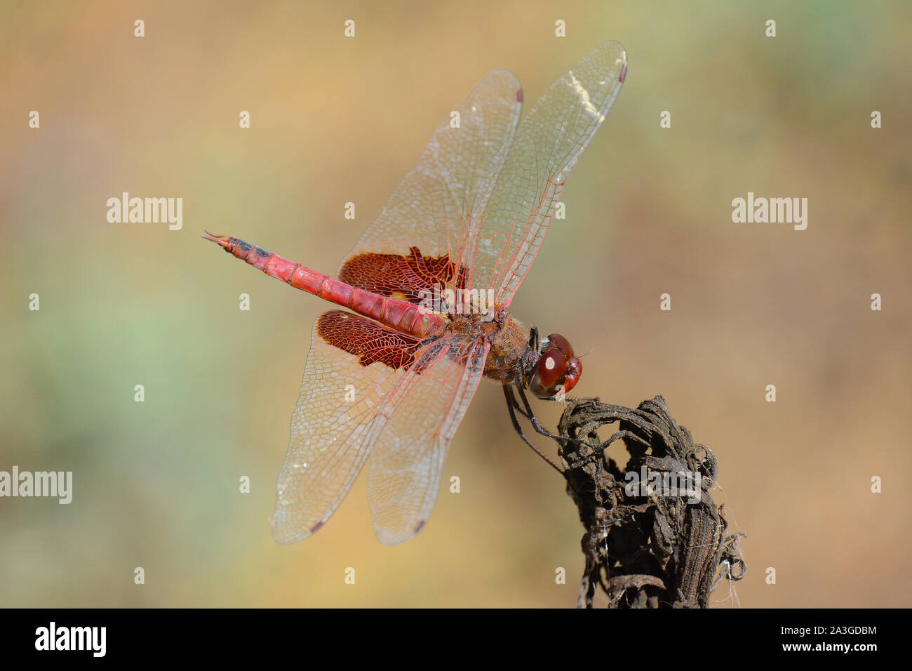 A Red-Mantled Saddlebag, Tramea onusta, a fast flying Dragonfly or ...