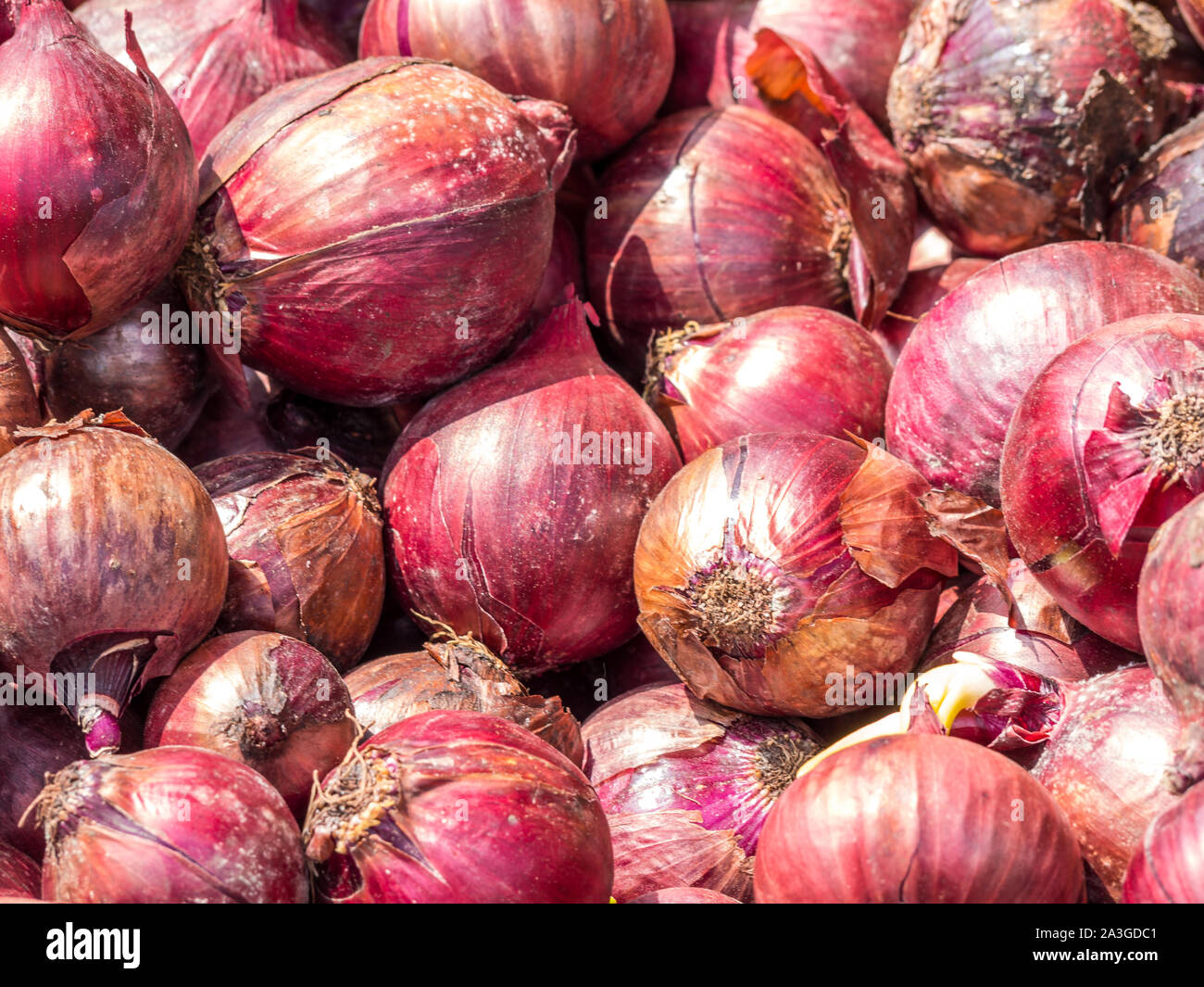 Onion texture hi-res stock photography and images - Alamy