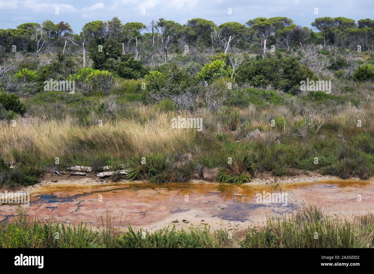 woodland and swamp in Uccellina Natural Park, Maremma, Tuscany, Italy ...