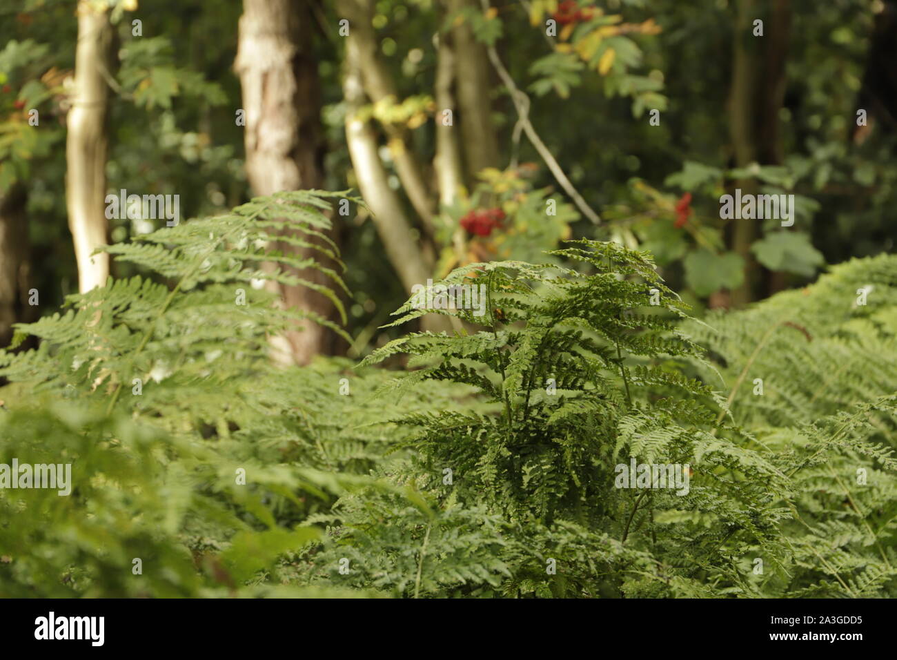 Green fern growing in the forest Stock Photo - Alamy