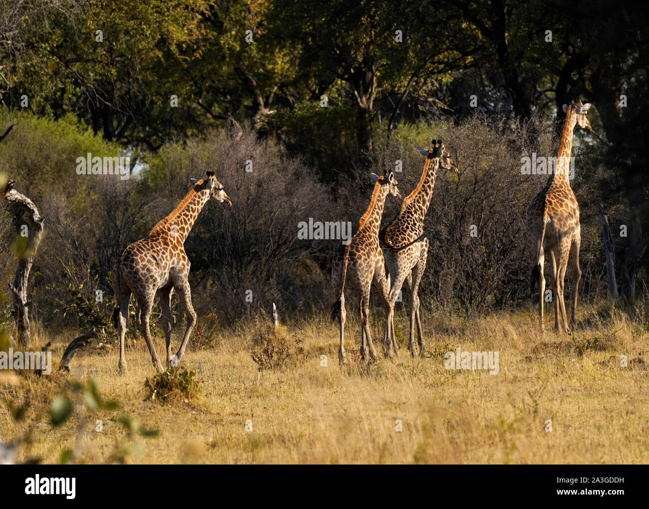 Tall & Elegant the stunning Southern Giraffes wild & free Stock Photo ...