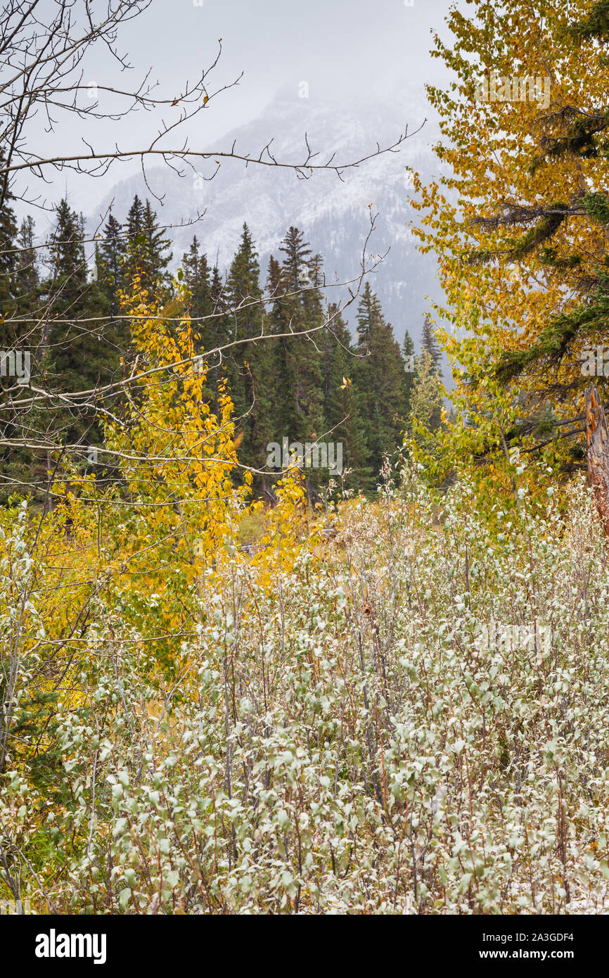 Autumn colours in the forest around the mountain town of Banff Alberta ...