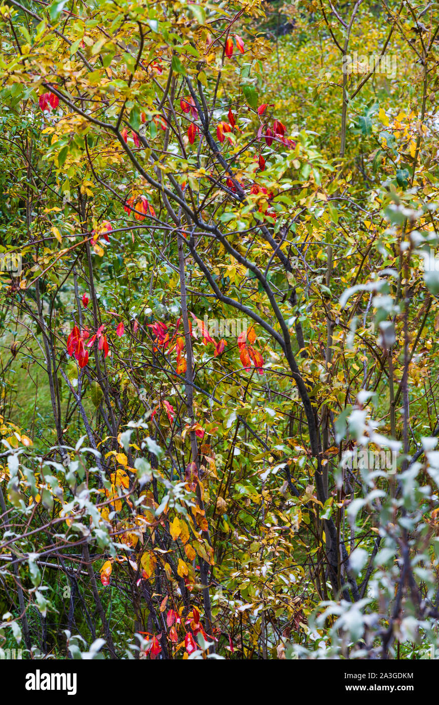 Golden trees fall banff hi-res stock photography and images - Alamy