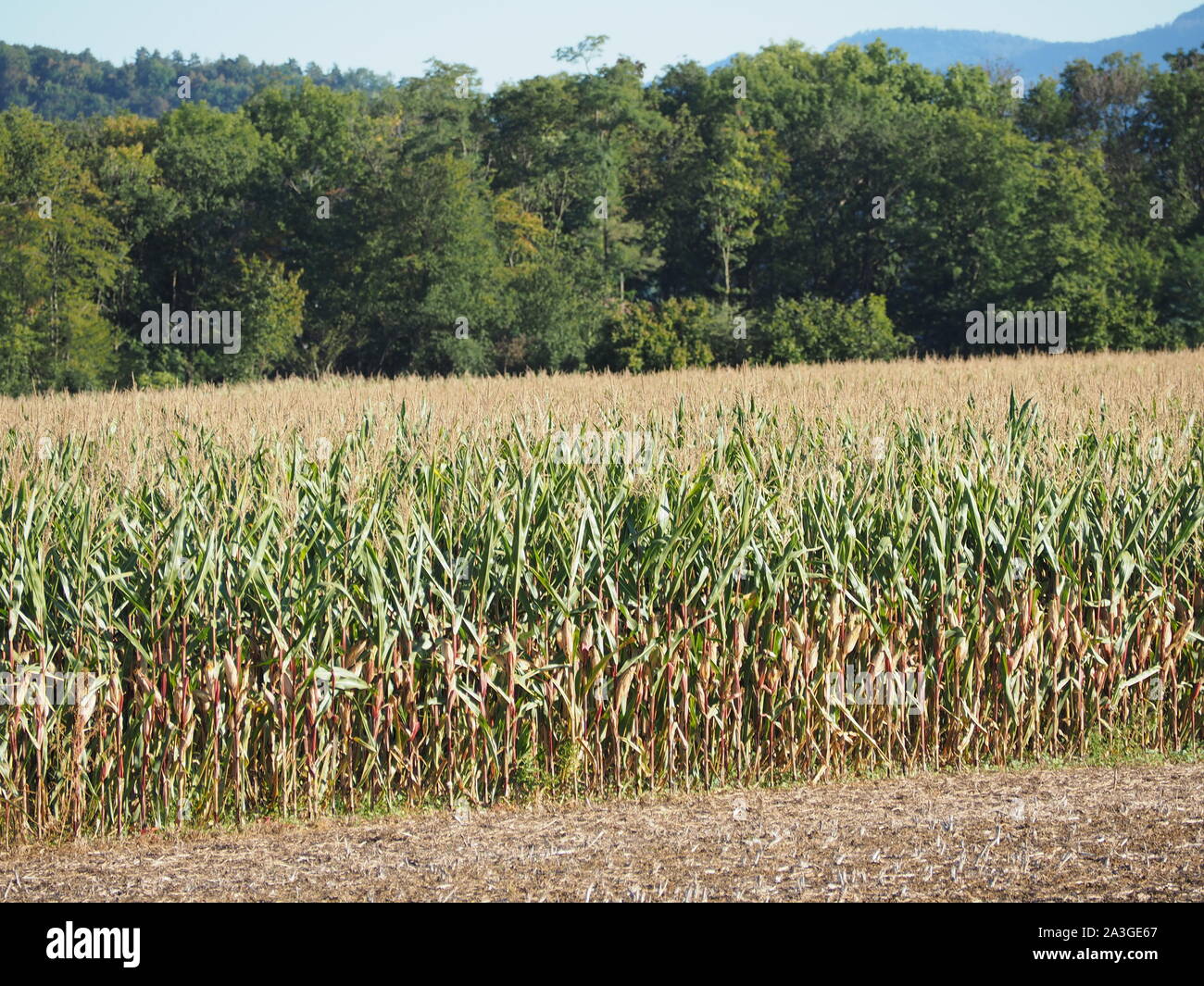 Wheat Field Landscape country side Stock Photo - Alamy