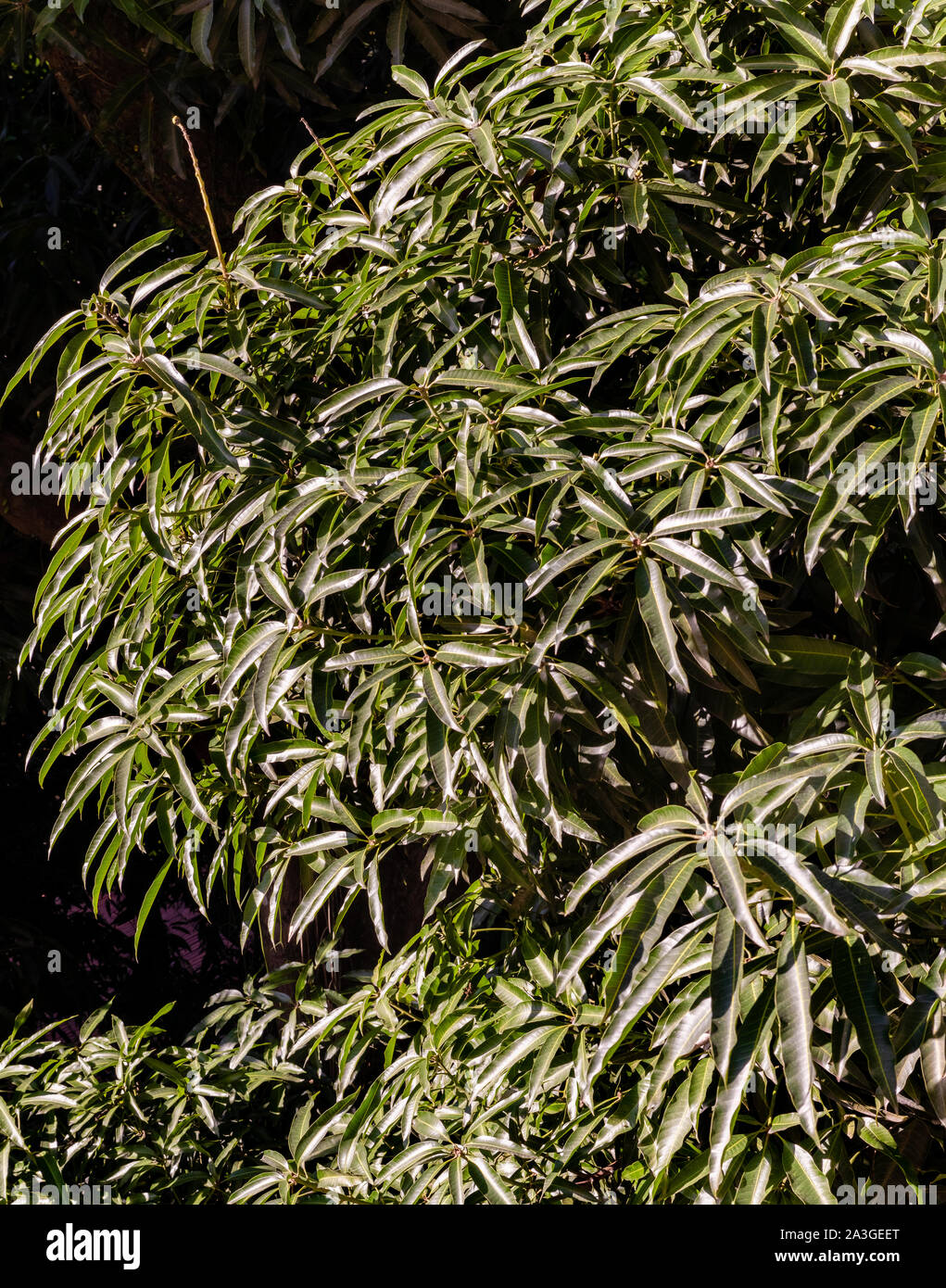 Details of the leaves of the mango tree Stock Photo - Alamy