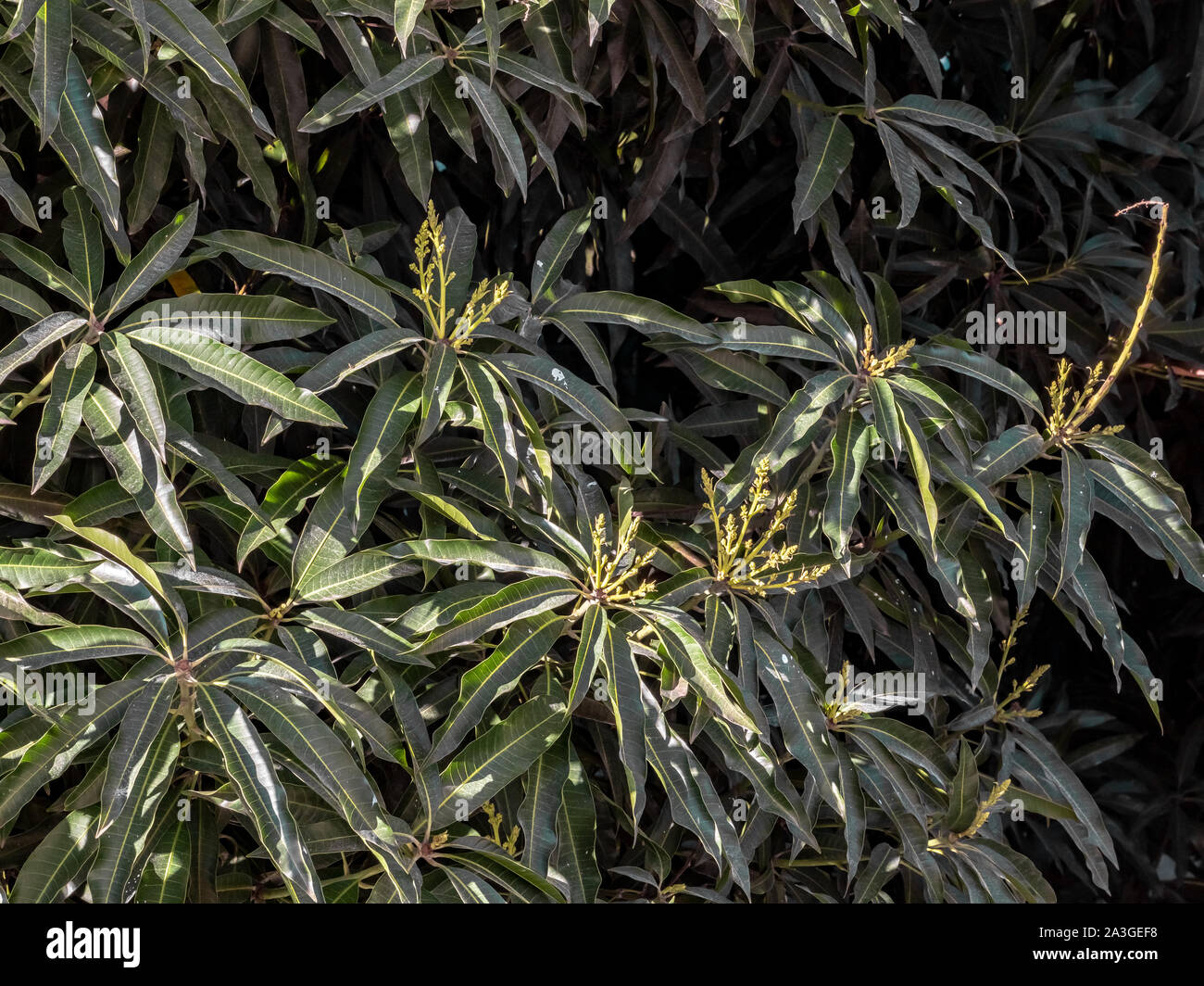 Details of the leaves of the mango tree Stock Photo - Alamy
