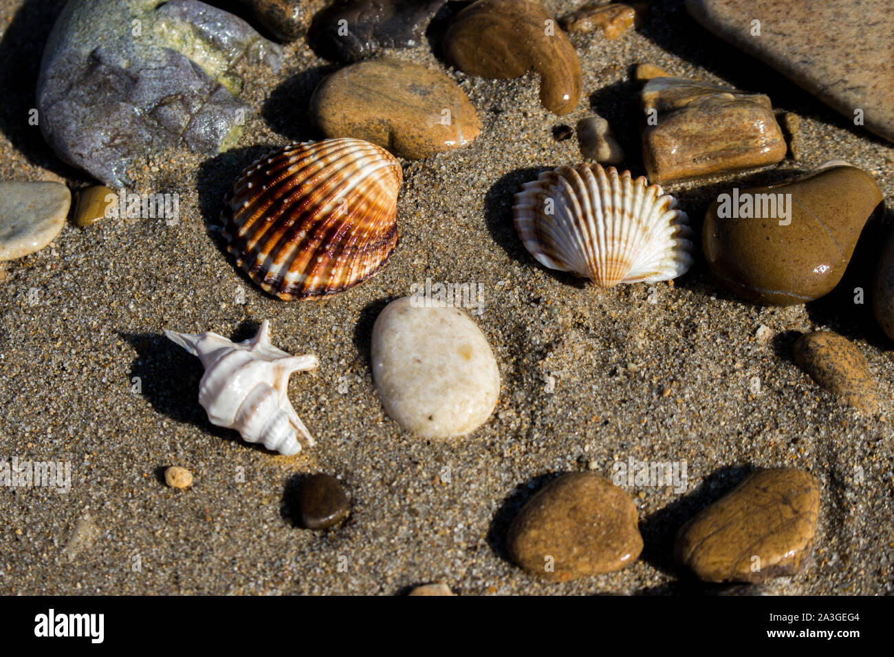 the remains of the shells on the shoreline in a late summer morning ...