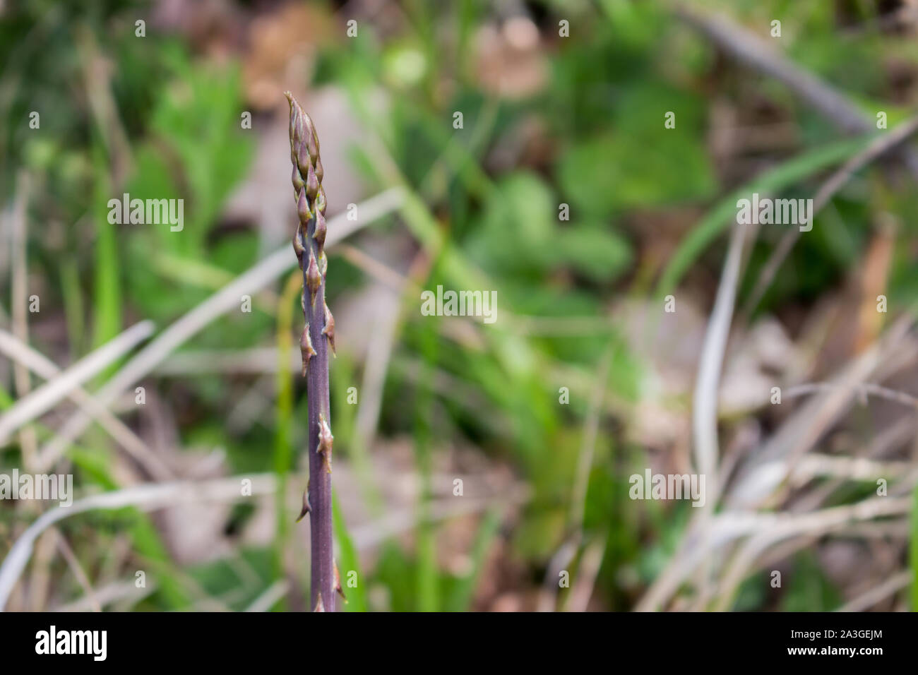 wild asparagus harvested in the woods Stock Photo - Alamy