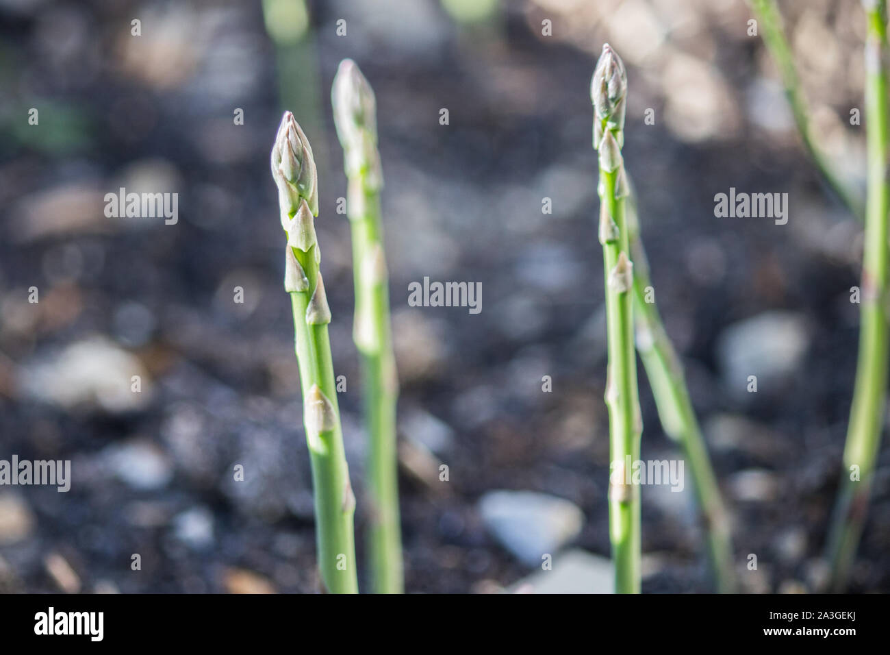 wild asparagus harvested in the woods Stock Photo - Alamy