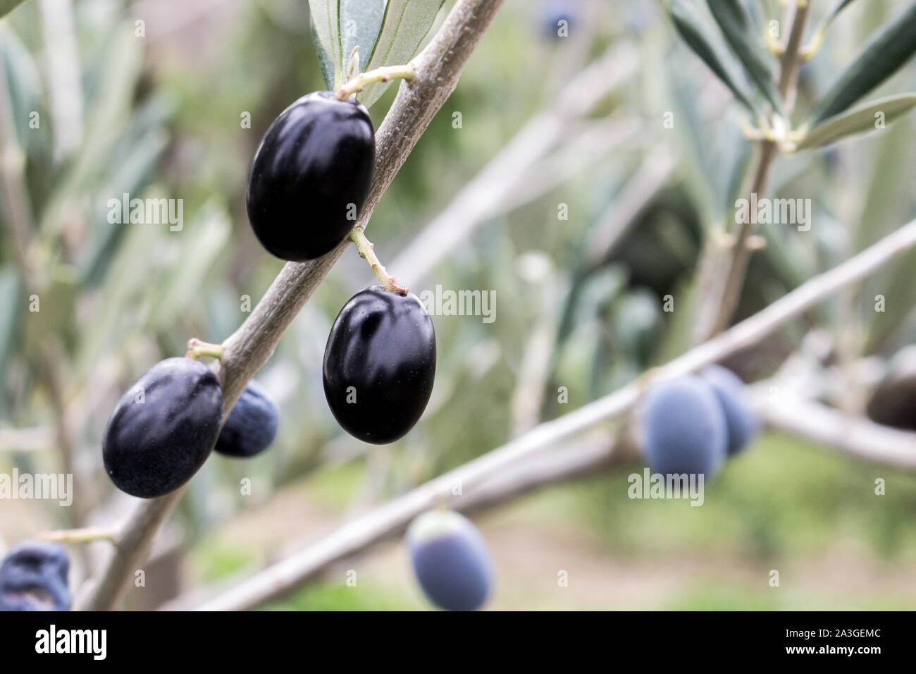 The olive tree plant that gives its fruits ready to be transformed into ...