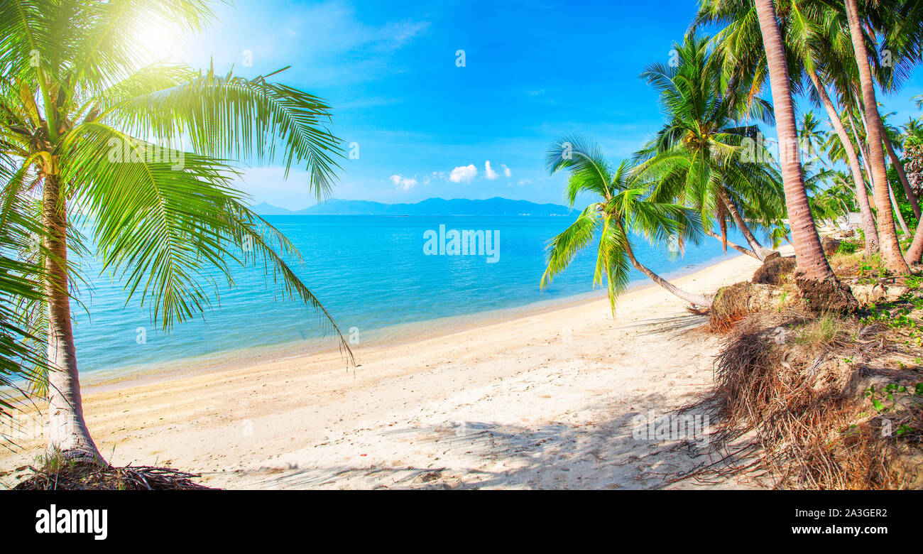 Beautiful tropical beach and coconut palm trees, Koh Samui, Thailand ...