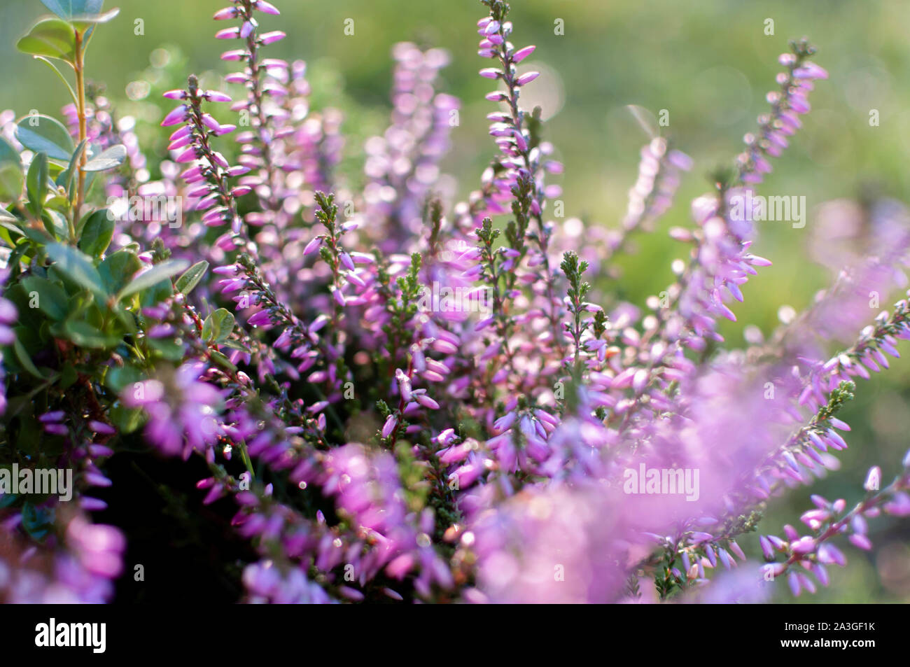 Erica plants, winter flowers in pink and purple close up. Symbol of ...
