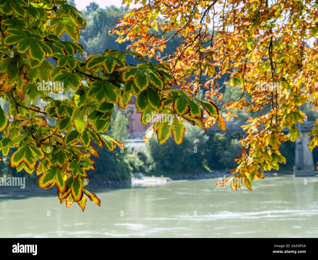 Chestnut tree in the autumn Stock Photo - Alamy