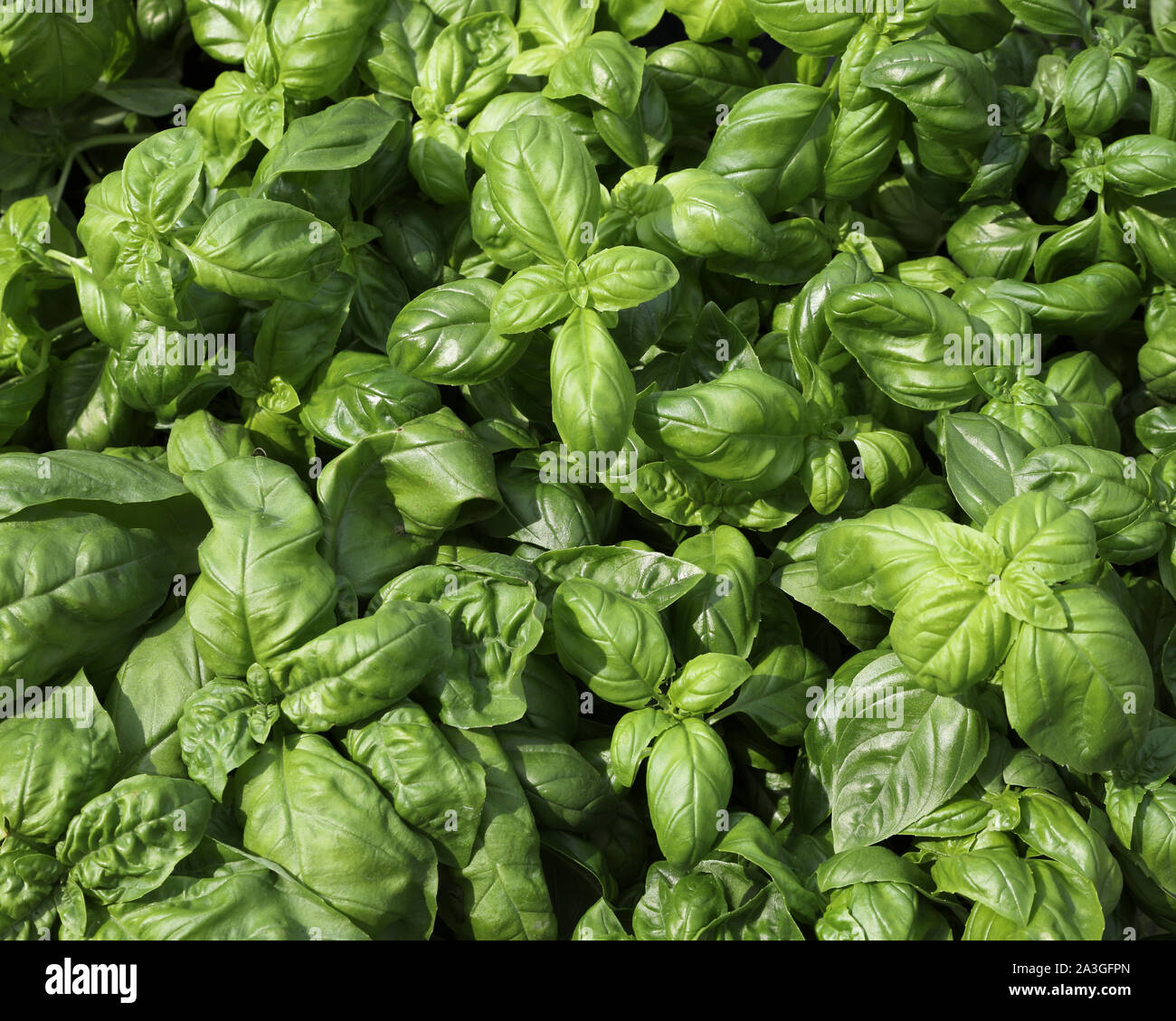 resh green leaves of the basil plant an artomatic herb typical of the ...