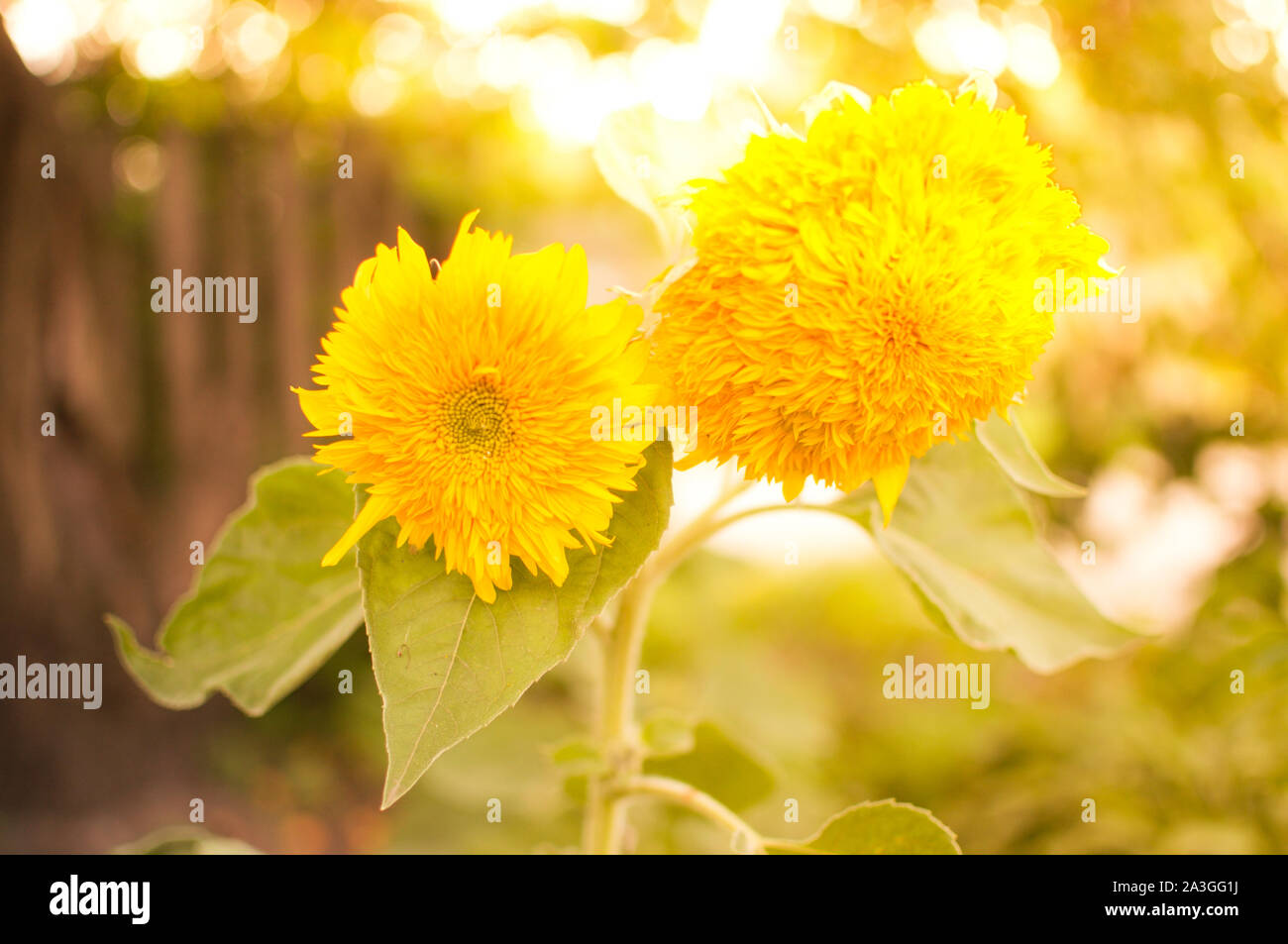 Sunflower circle big yellow flower warm. Background reflecting light ...