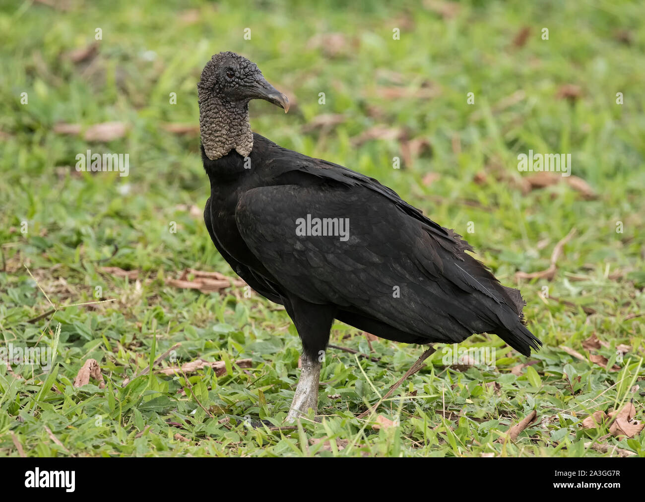 Black vulture american black vulture hi-res stock photography and ...