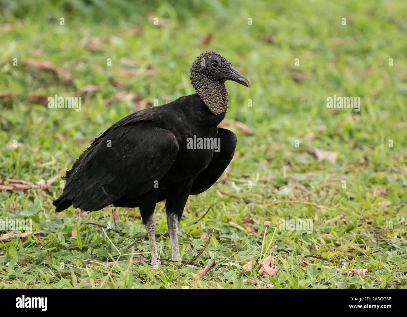 Black vulture american black vulture hi-res stock photography and ...