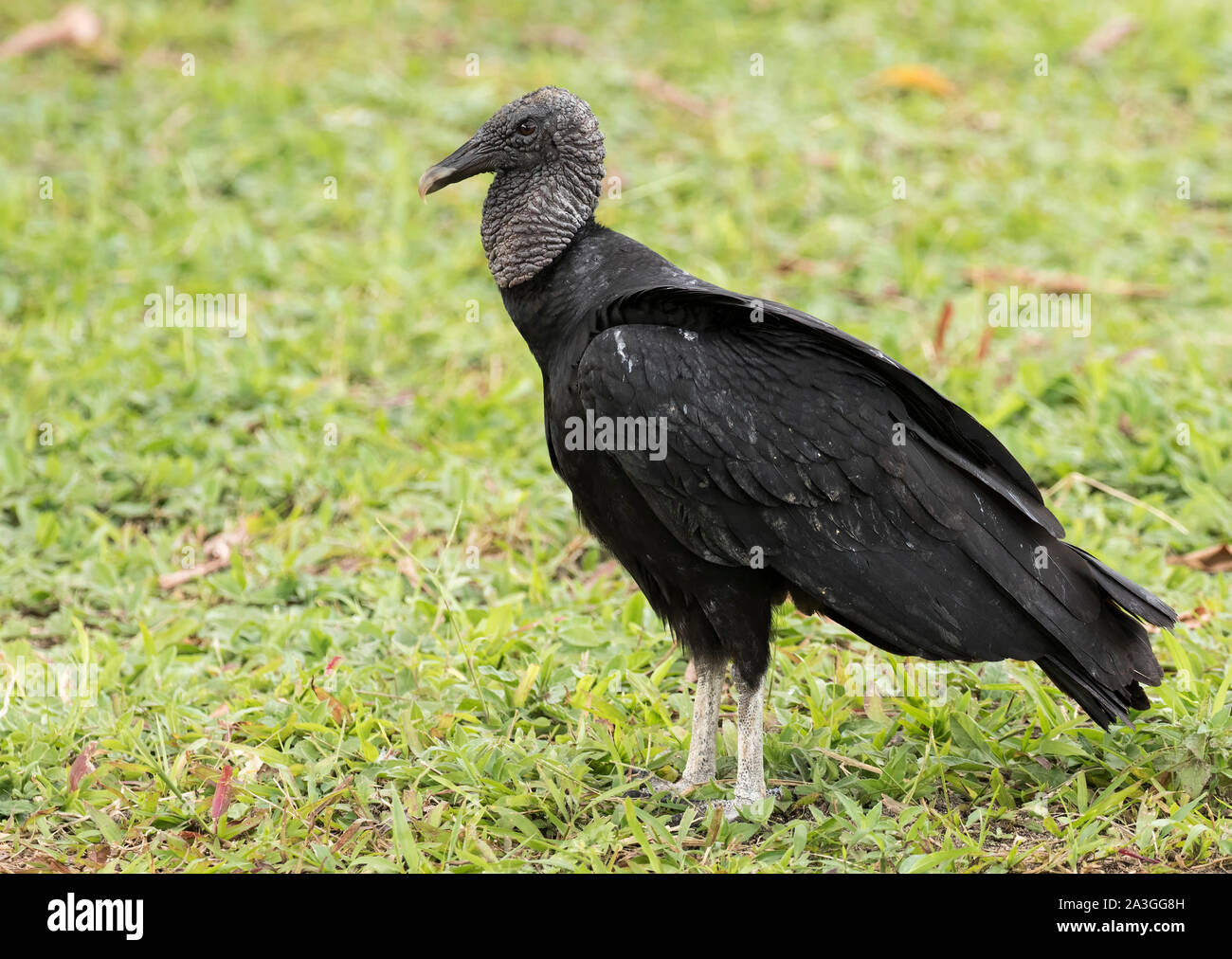 Black vulture american black vulture hi-res stock photography and ...