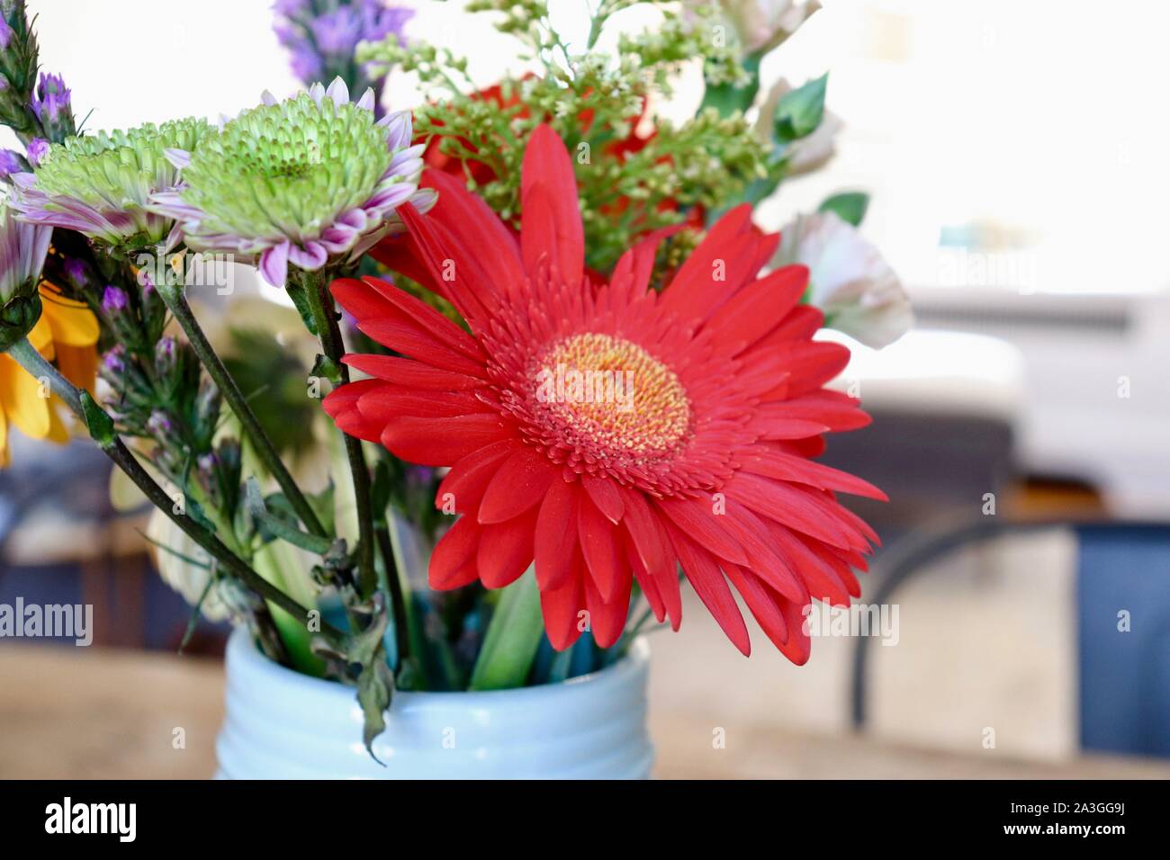 Red daisy hi-res stock photography and images - Alamy