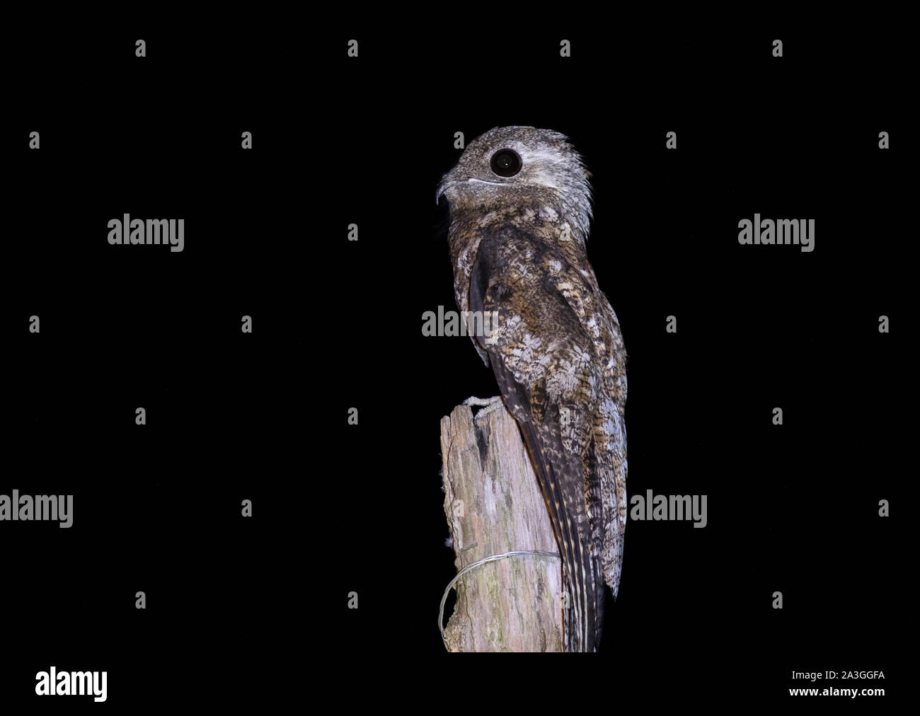 Potoo bird hi-res stock photography and images - Alamy
