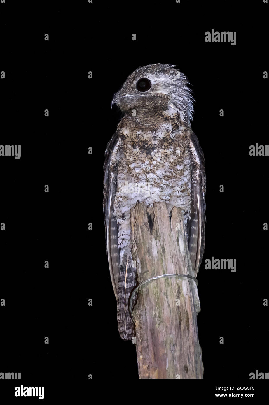 Potoo Bird High Resolution Stock Photography and Images - Alamy