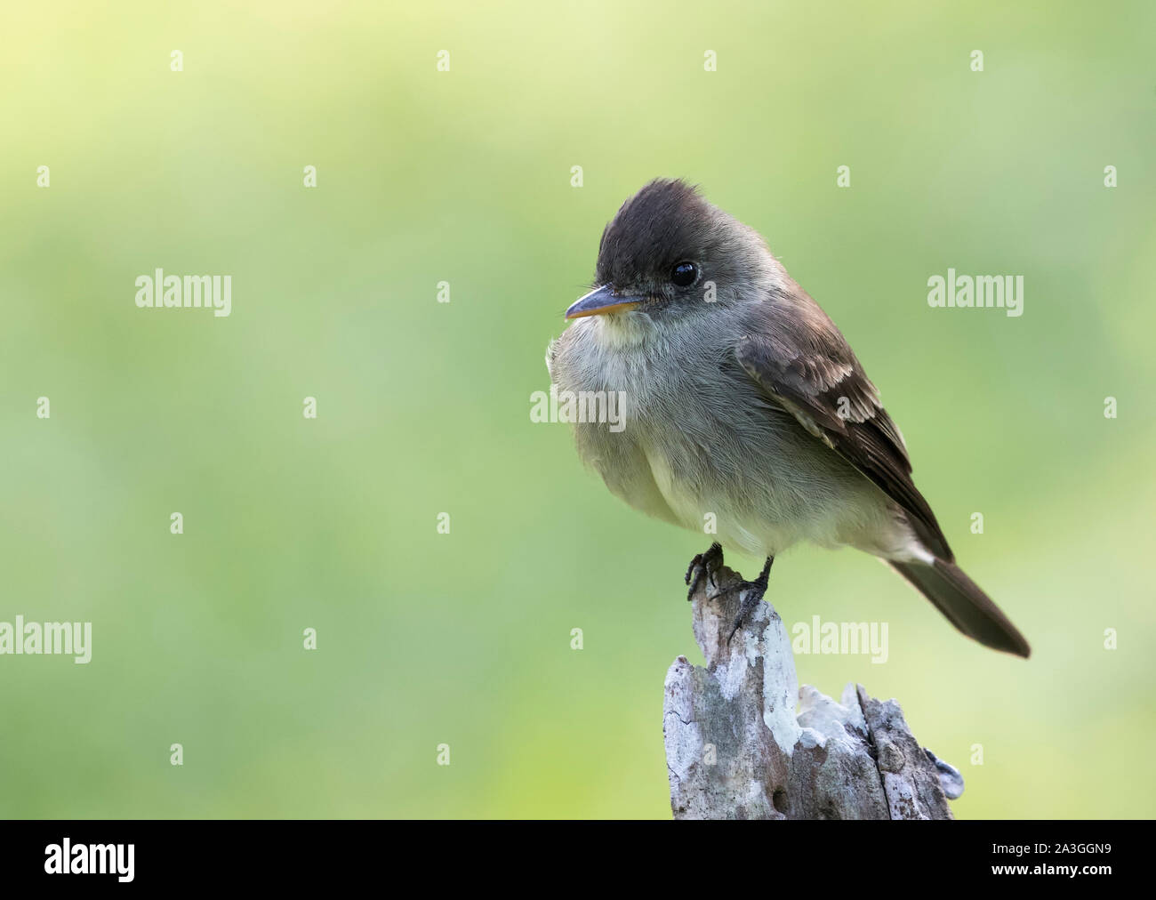 Pewee tropical hi-res stock photography and images - Alamy