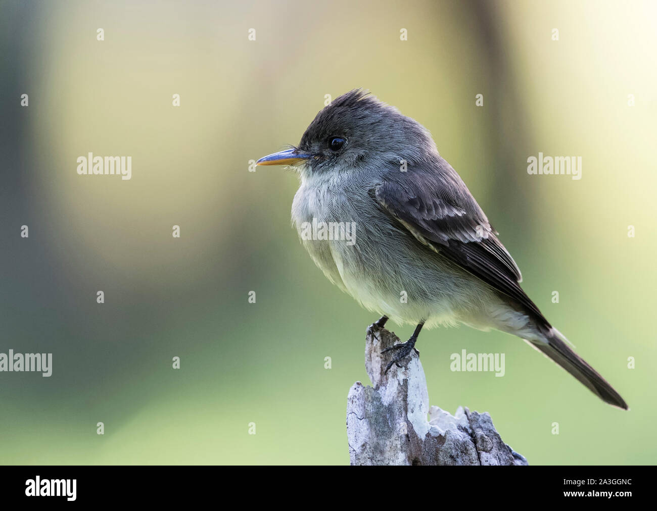 Pewee tropical hi-res stock photography and images - Alamy