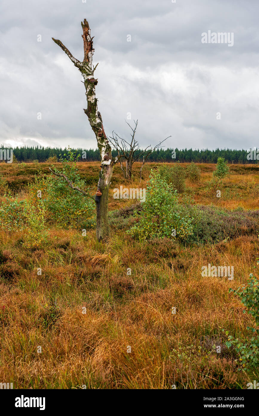 Old broken tree in nature reserve High Fens, Belgium Stock Photo - Alamy