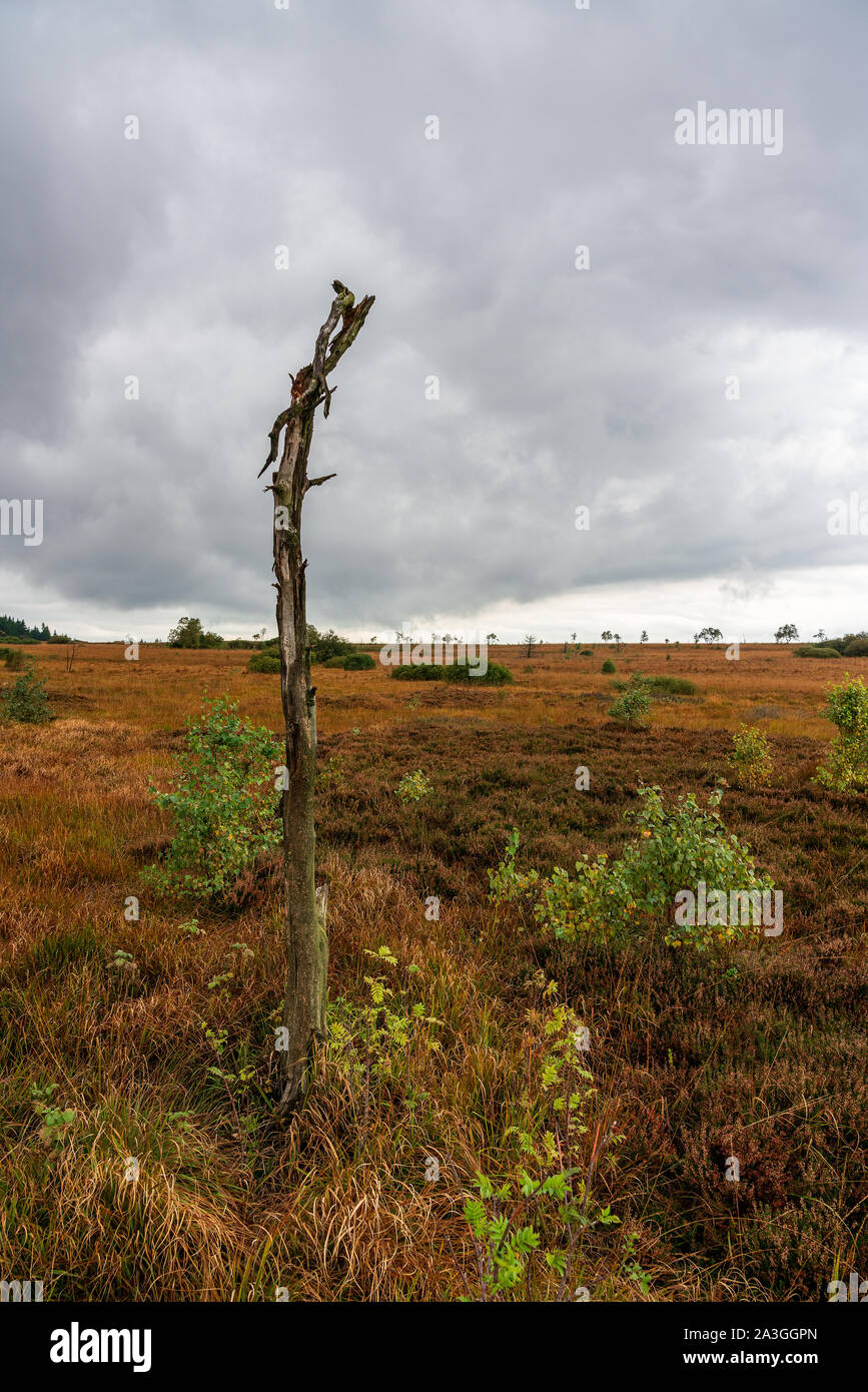Old broken tree in nature reserve High Fens, Belgium Stock Photo - Alamy