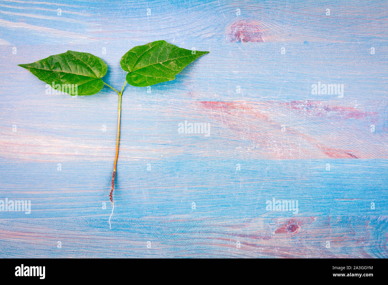 Wooden tree roots hi-res stock photography and images - Alamy