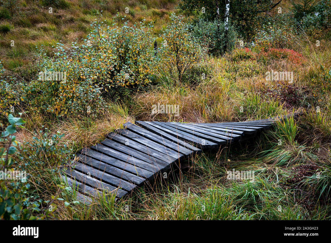 Moorland of the High Fens in autumn, Belgium Stock Photo - Alamy