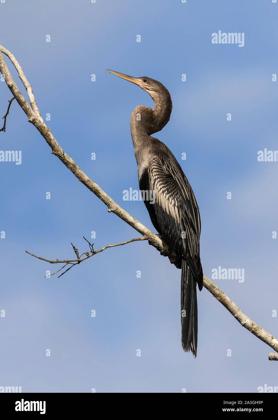 Central america anhinga hi-res stock photography and images - Alamy