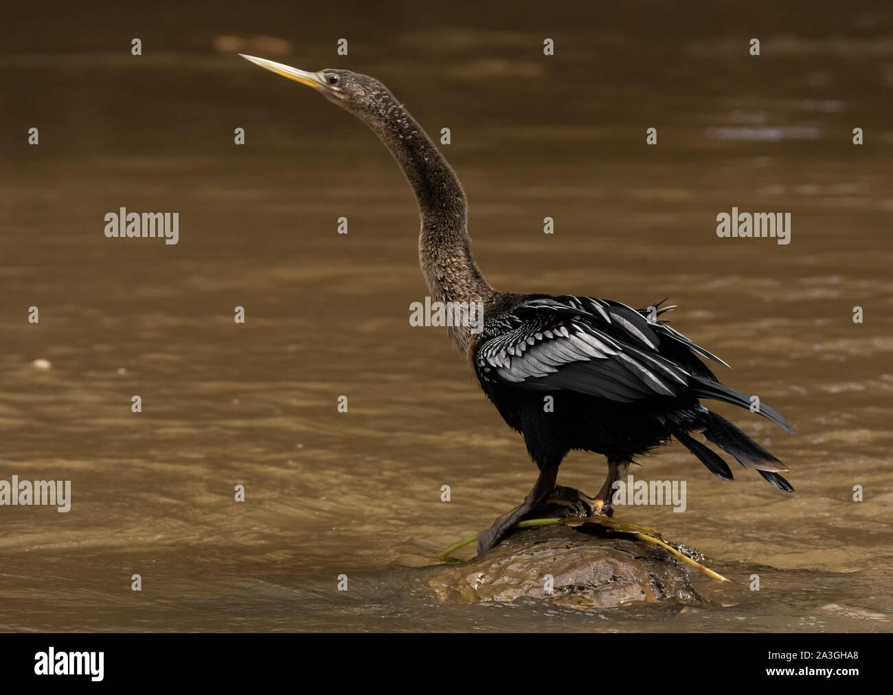 Central america anhinga hi-res stock photography and images - Alamy